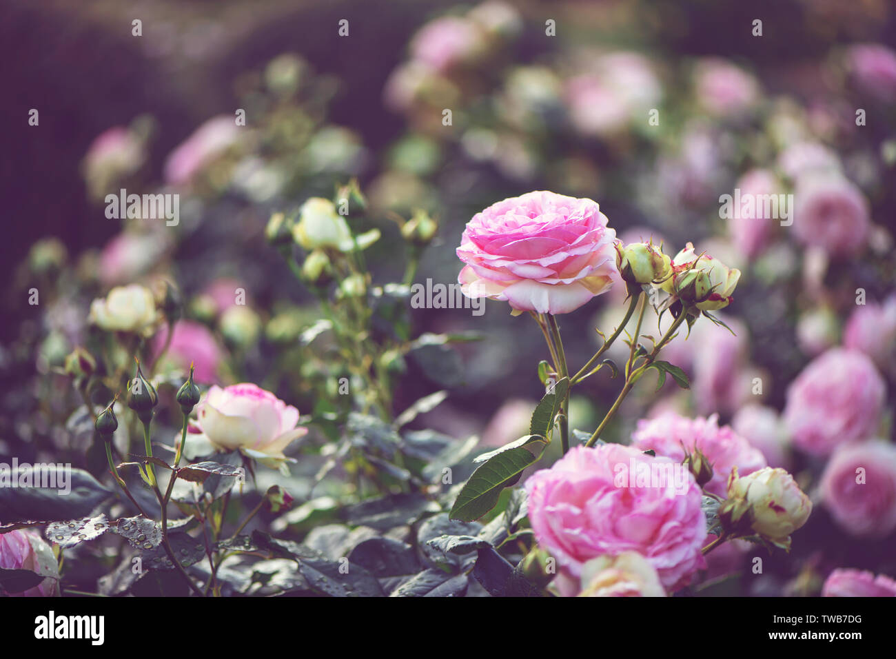 Beautiful garden bush hi-res stock photography and images - Alamy