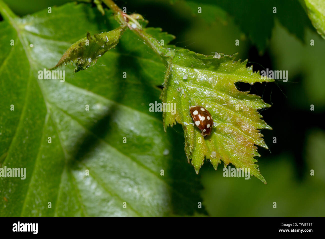 Ladybird on green leaf hi-res stock photography and images - Alamy