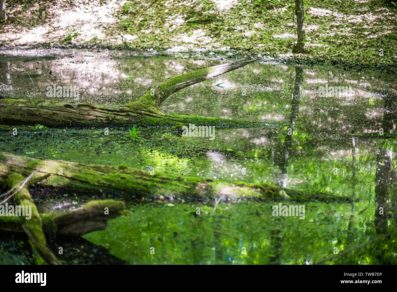 Swamp in the forest. Mossy tree protrudes above the water surface Stock ...