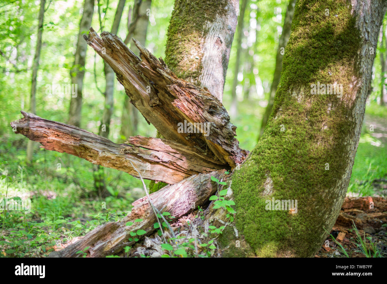 The remains of decomposed tree trunk near living mossy tree Stock Photo ...