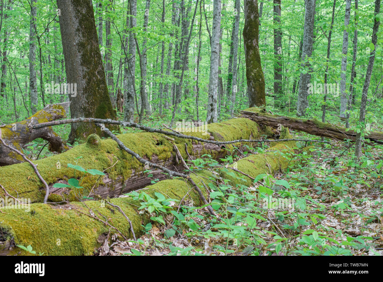 Two large fallen mossy tree trunks Stock Photo - Alamy