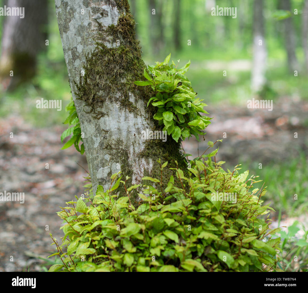 Recycled tree of life hi-res stock photography and images - Alamy