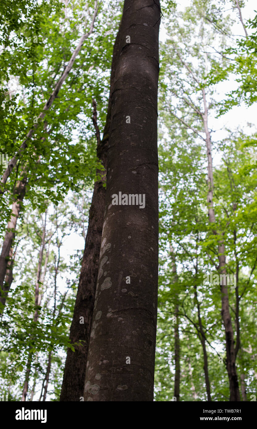 Tall trunk of a beech tree in the forest of shadows Stock Photo - Alamy