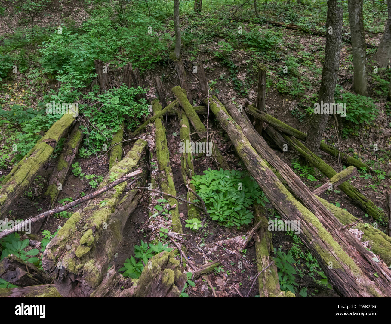 Rotting logs hi-res stock photography and images - Alamy