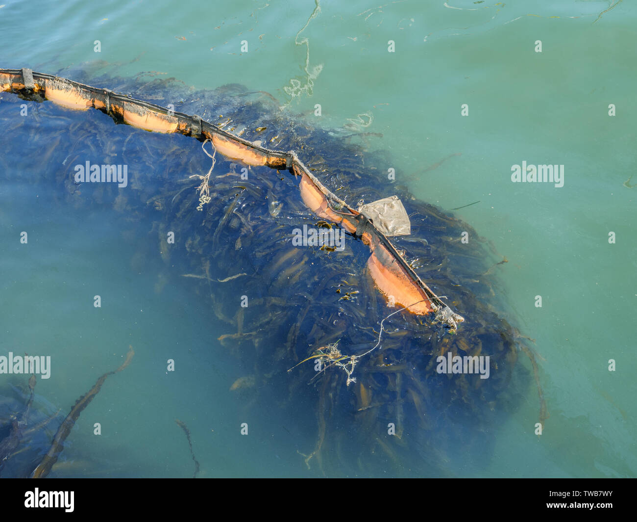 Seaweed moving underwater hi-res stock photography and images - Alamy