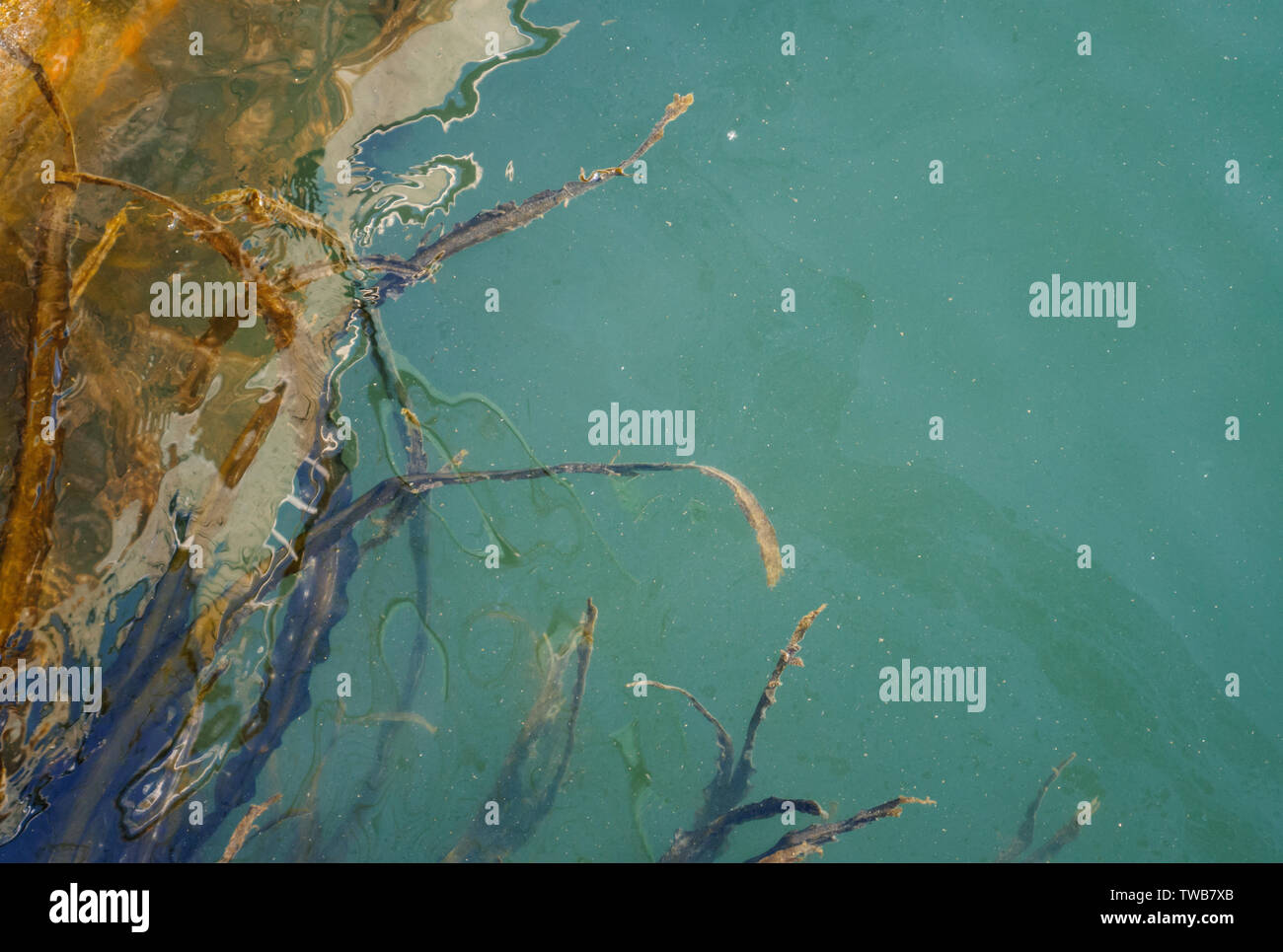 Seaweed moving in water Stock Photo - Alamy
