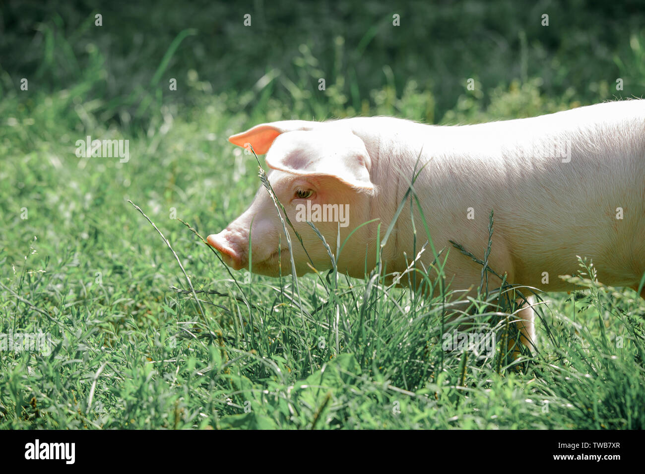 A small white pig is sitting on the woman's lap. Funny piggie against ...