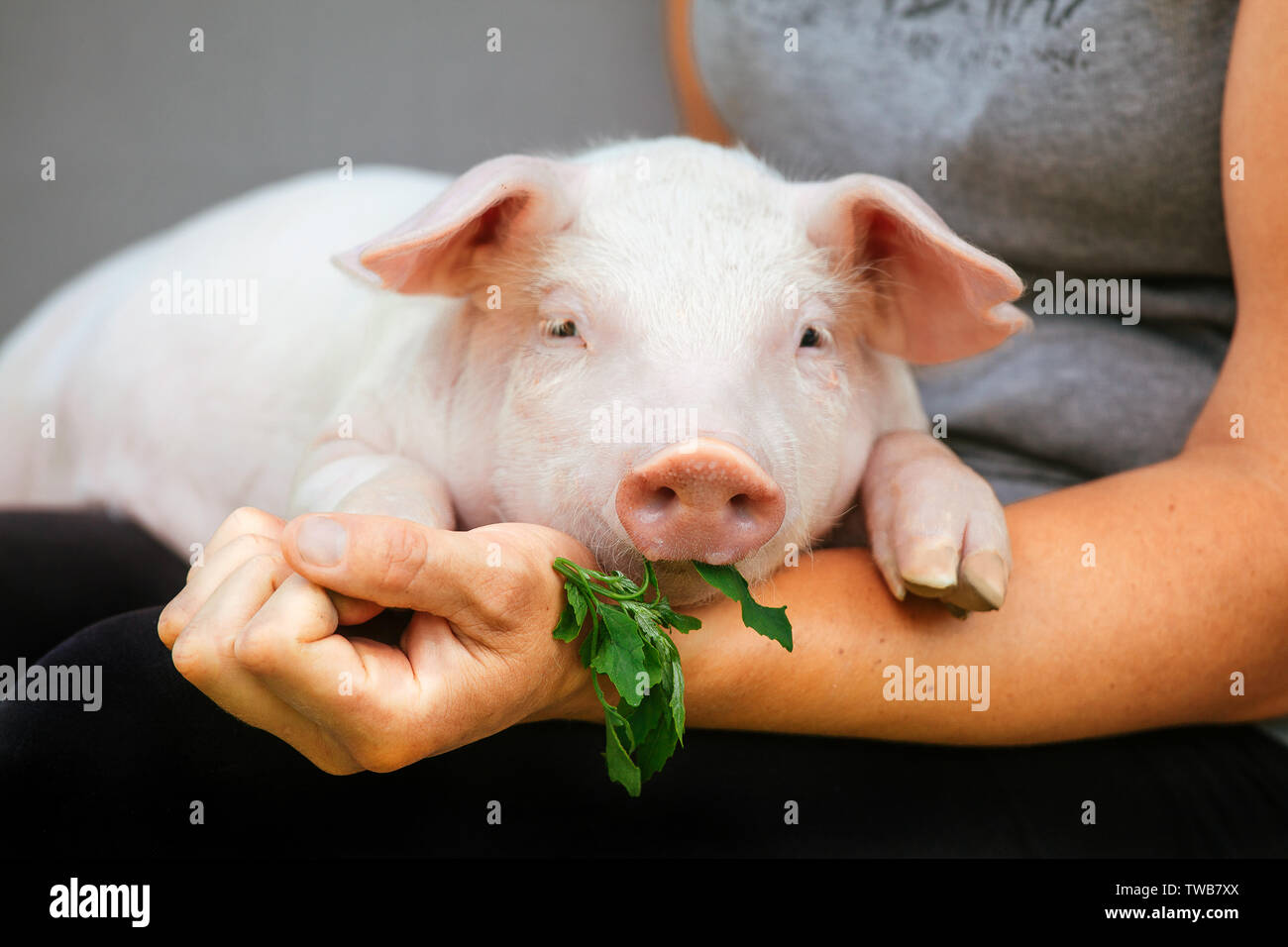 A small white pig is sitting on the woman's lap. Funny piggie against ...