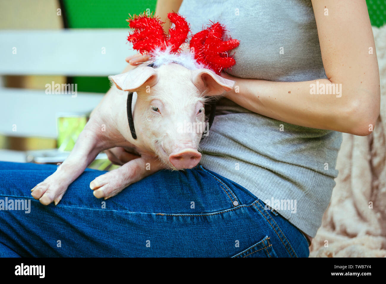 A small white pig is sitting on the woman's lap. Funny piggie against ...