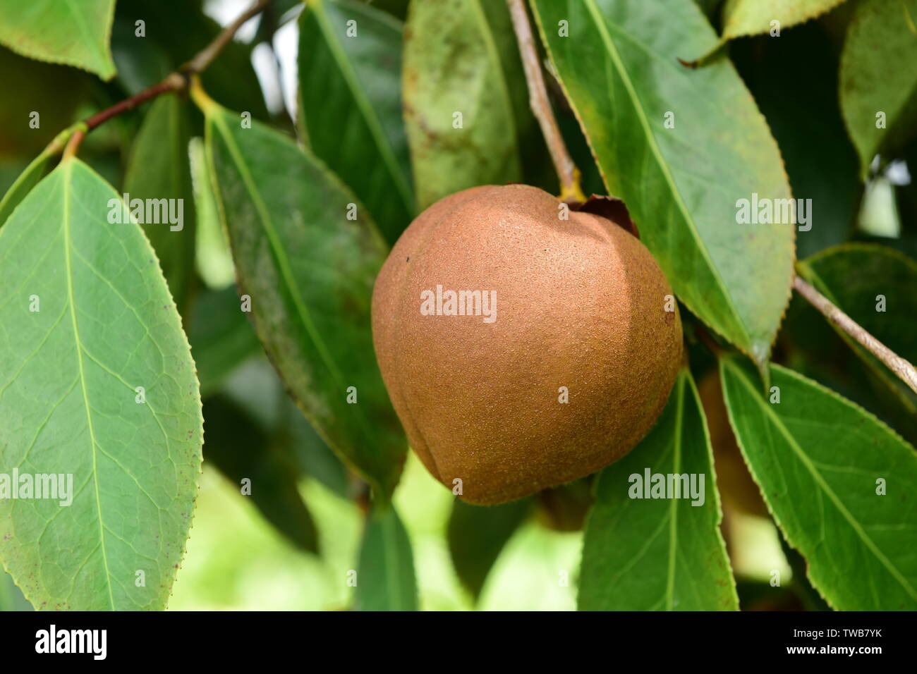 Oil tea, tea fruit Stock Photo - Alamy