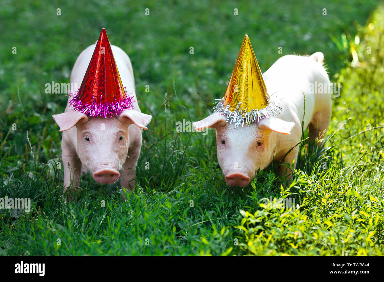 Freaky grass hi-res stock photography and images - Alamy