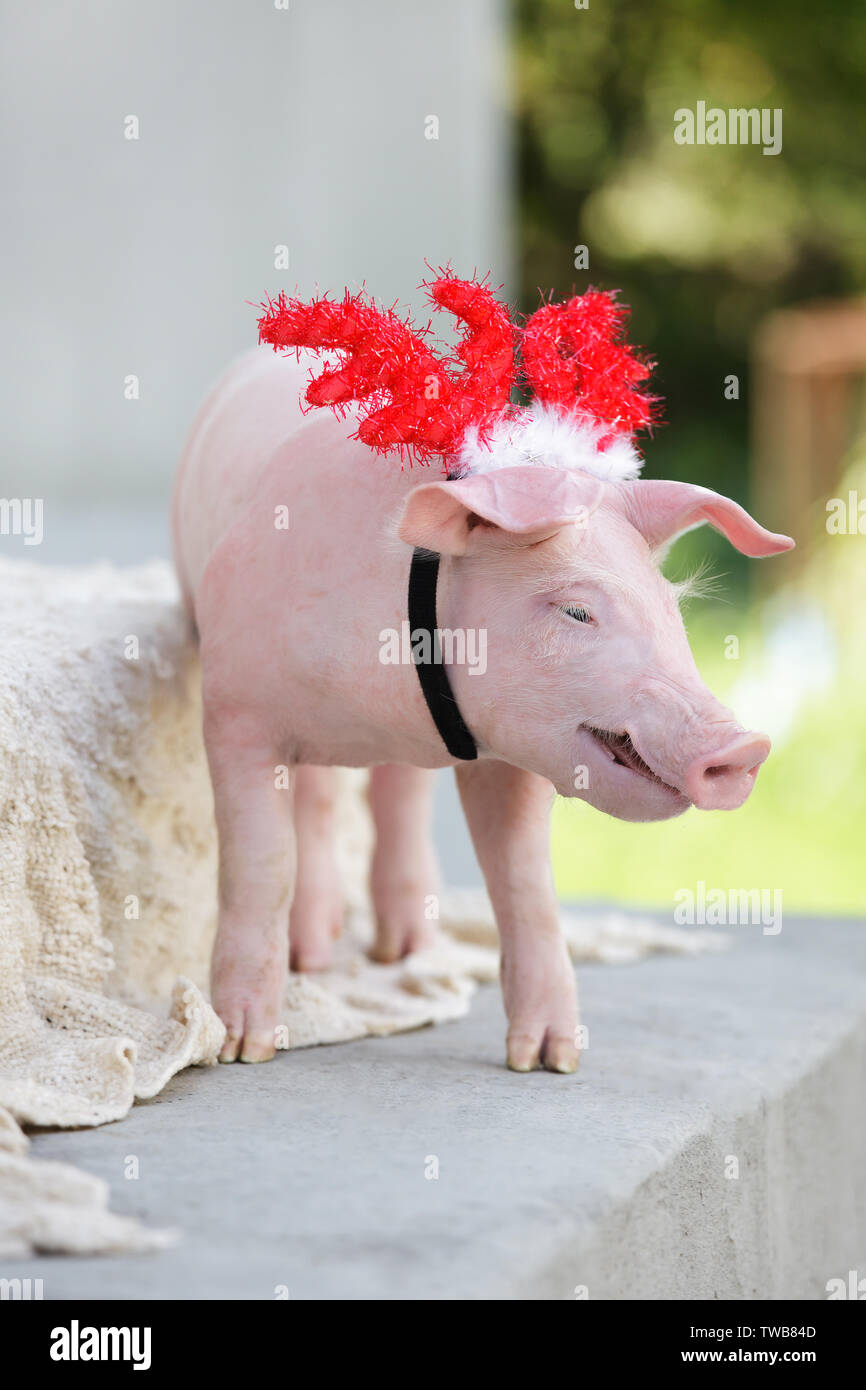 Freaky grass hi-res stock photography and images - Alamy