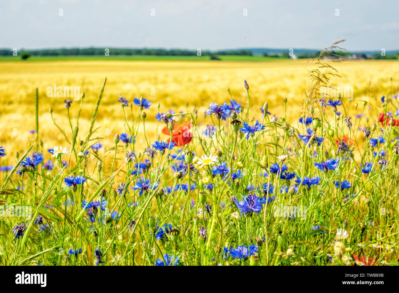 Grass strip by field hi-res stock photography and images - Alamy