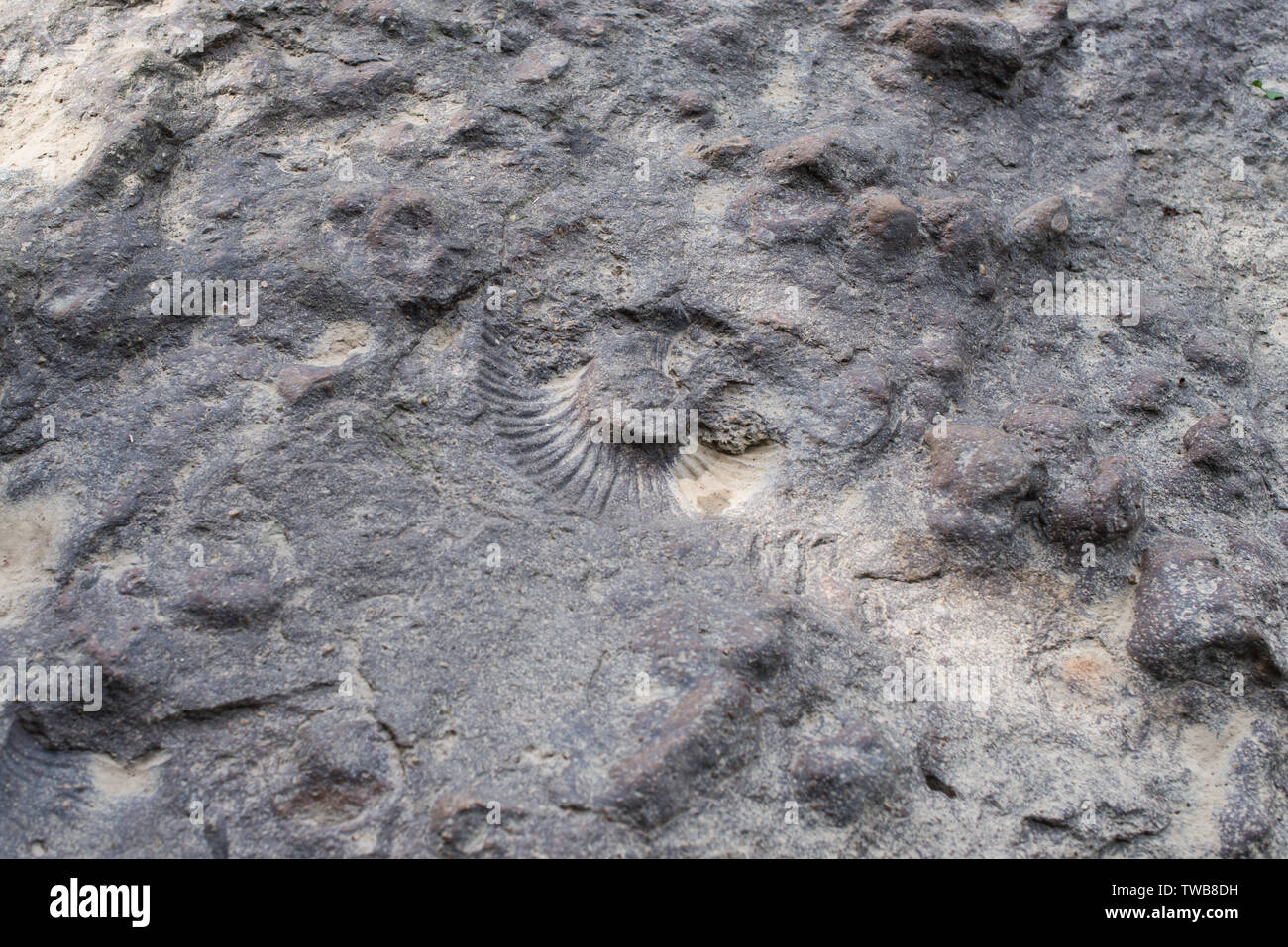 The imprint of a large shell. The print of Ammonite on the rock Stock ...