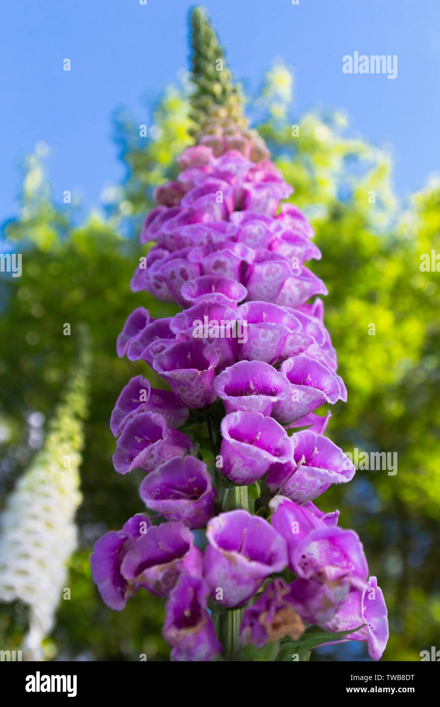 Belgium Fox High Resolution Stock Photography and Images - Alamy