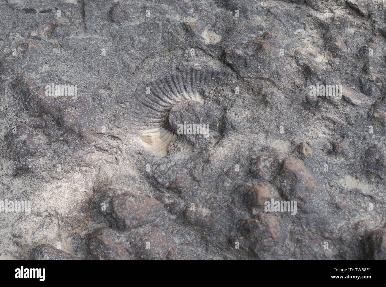 The imprint of a large shell. The print of Ammonite on the rock Stock ...