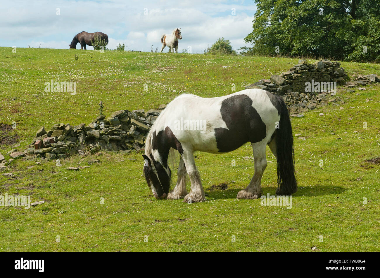 Three Ponies grazing in a field at Haworth West Yorkshire, UK Stock ...