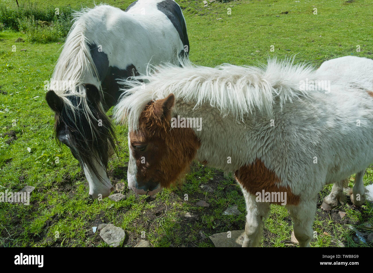 Equine young pony uk hi-res stock photography and images - Alamy