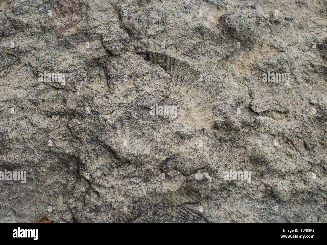 Imprint shell hi-res stock photography and images - Alamy