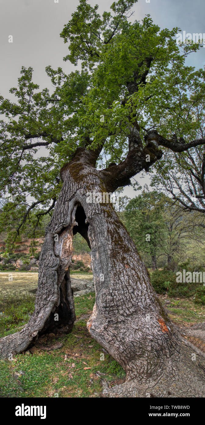 Beauty in nature. Very old tree Stock Photo - Alamy