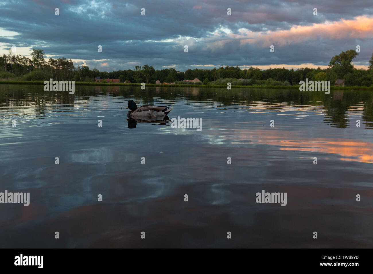 Duck swimming in a lake during sunset in Bokrijk park, Belgium Stock ...
