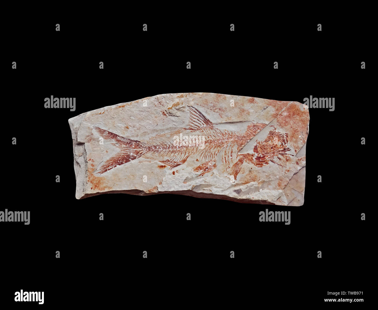 Prehistoric fish specimen hi-res stock photography and images - Alamy