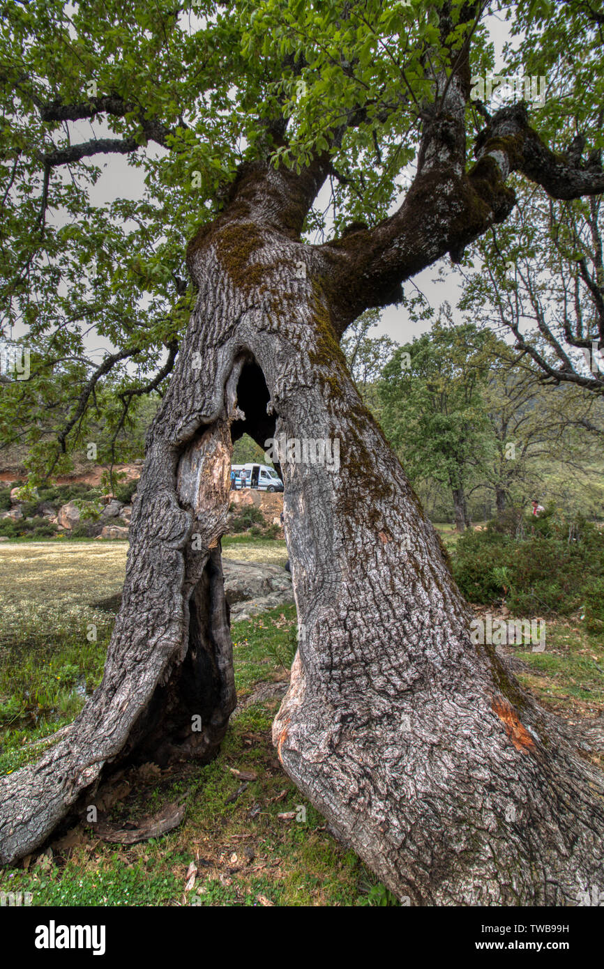 Beauty in nature. Very old tree Stock Photo - Alamy