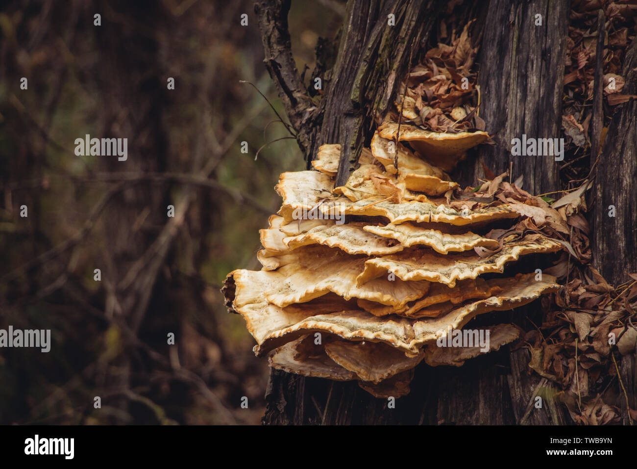 Large Flat Mushroom High Resolution Stock Photography and Images - Alamy