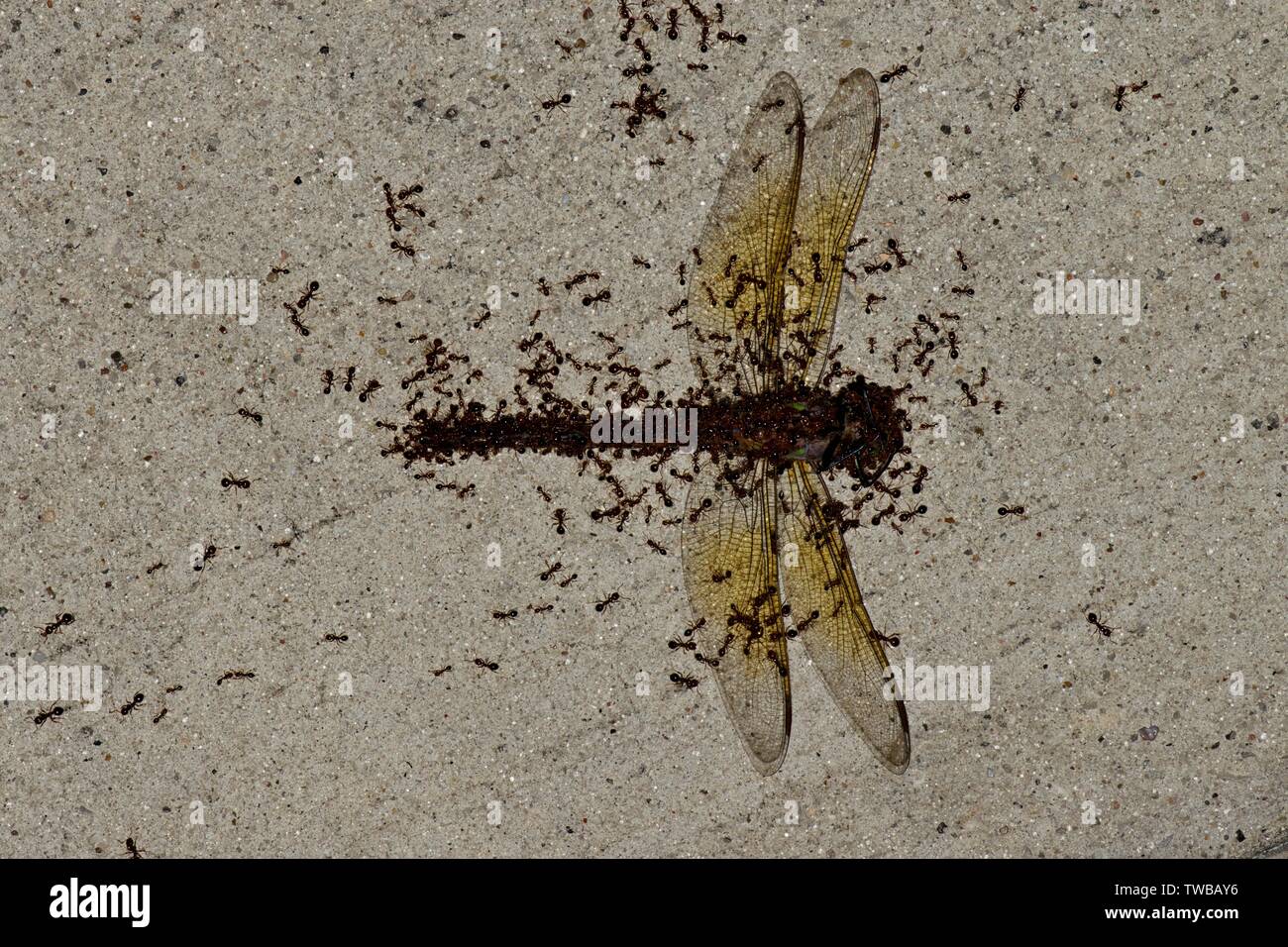 Fire ants hi-res stock photography and images - Alamy