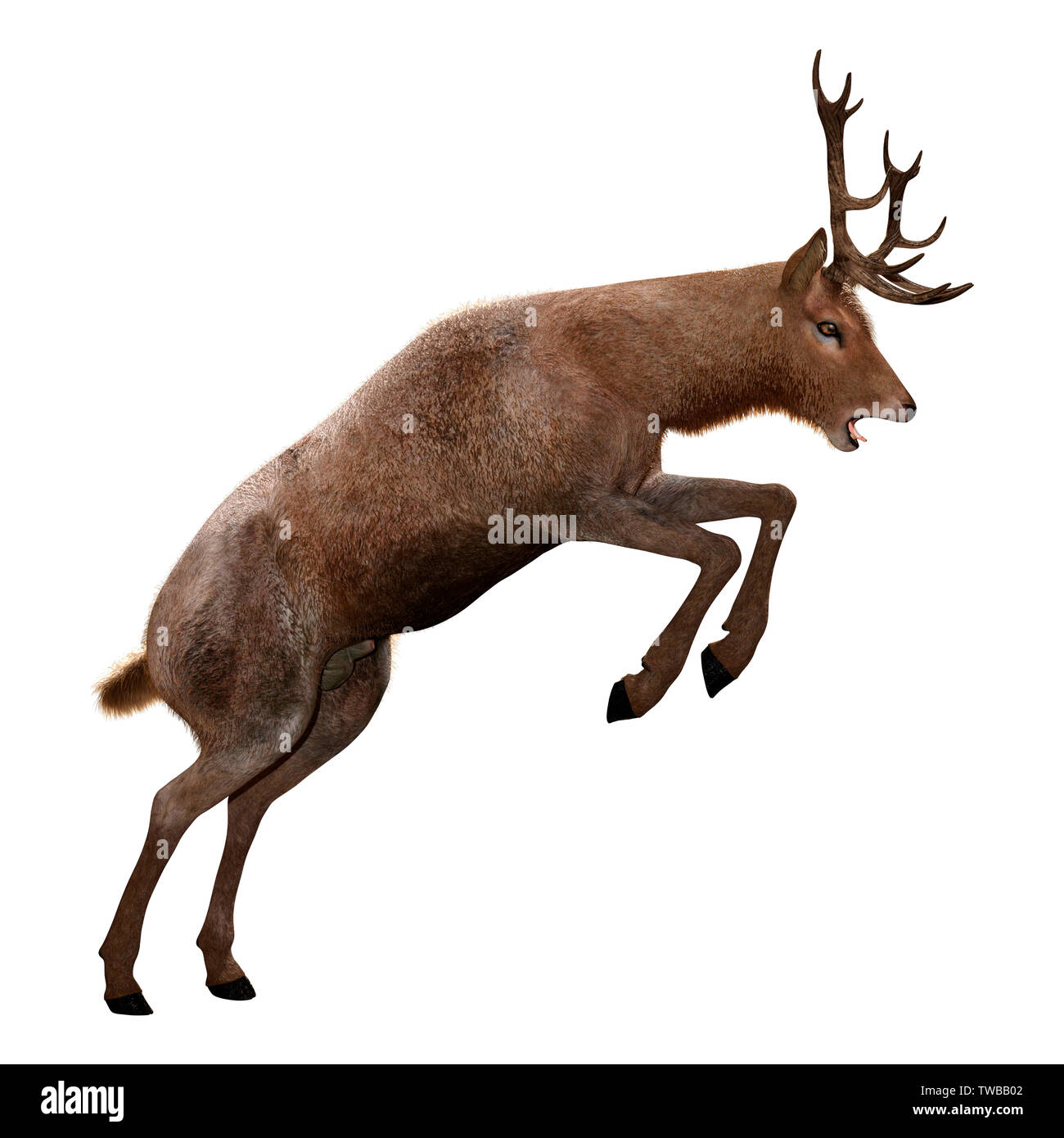 3D rendering of a male deer isolated on white background Stock Photo ...