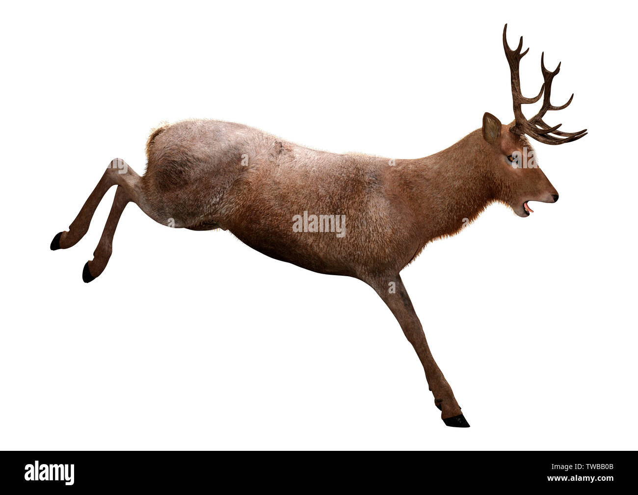 3D rendering of a male deer isolated on white background Stock Photo ...