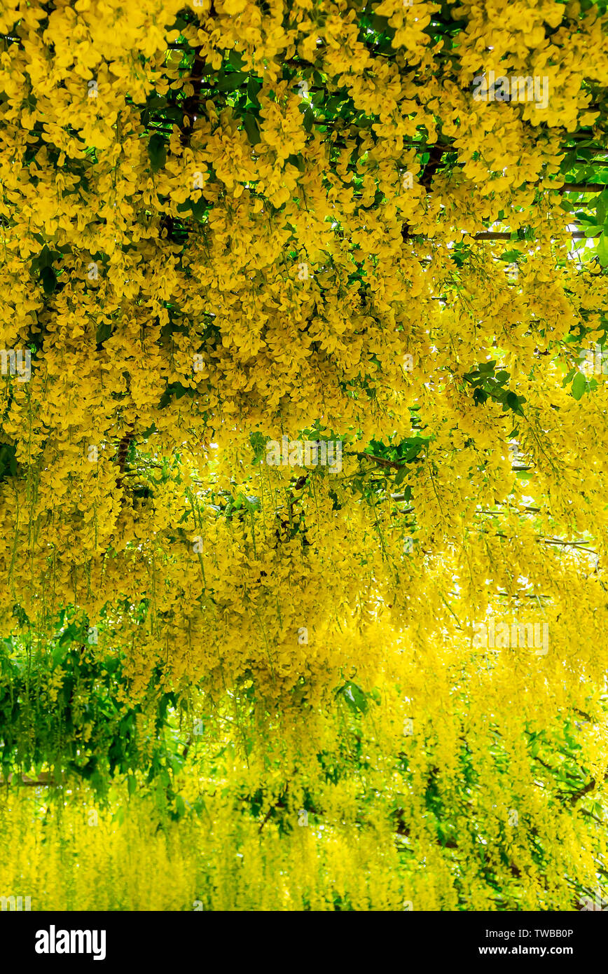 Beautiful Garden with blooming trees during spring time, Wales, UK ...