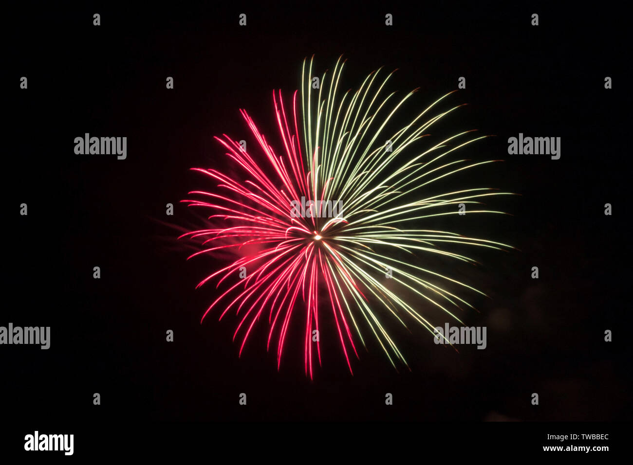 one half either red or pink and the other half white firework explodes ...