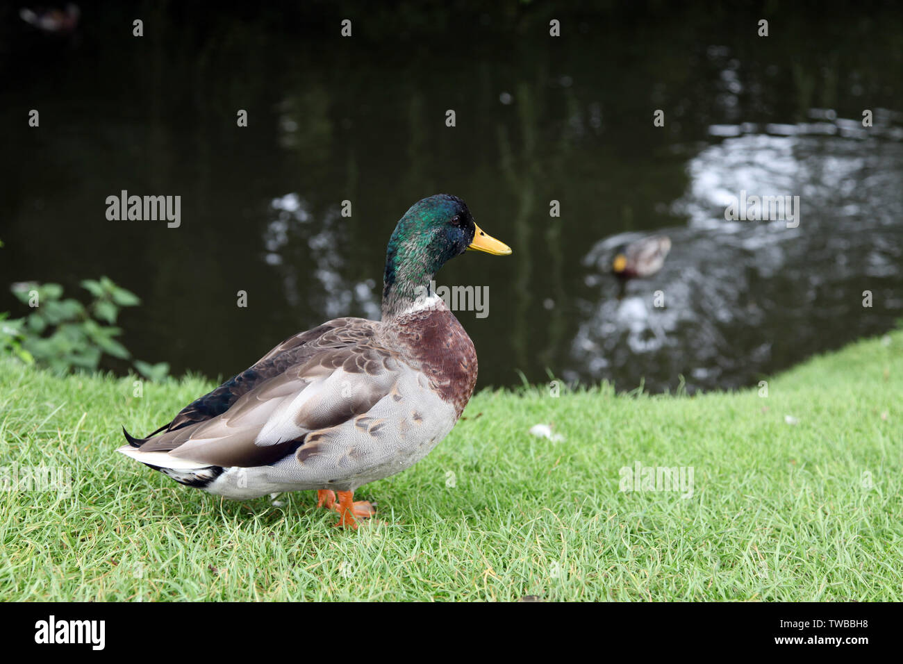 Hever Castle, Edenbridge, Kent - Male Mallard Duck (Anas platyrhynchos ...
