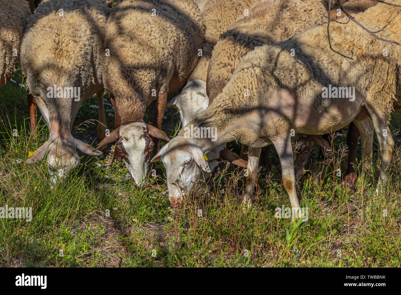 Ovis caprinae hi-res stock photography and images - Alamy