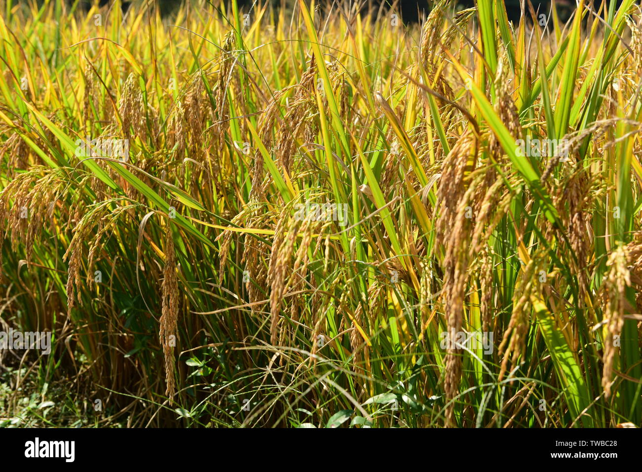 High-definition rice spike Stock Photo - Alamy