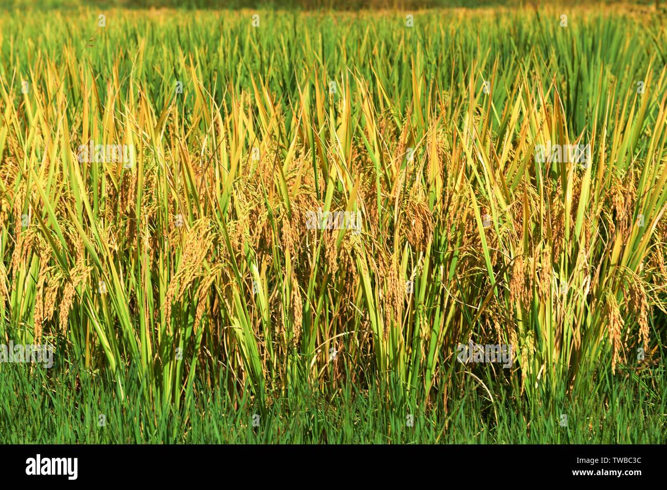 Spike of rice Stock Photo - Alamy