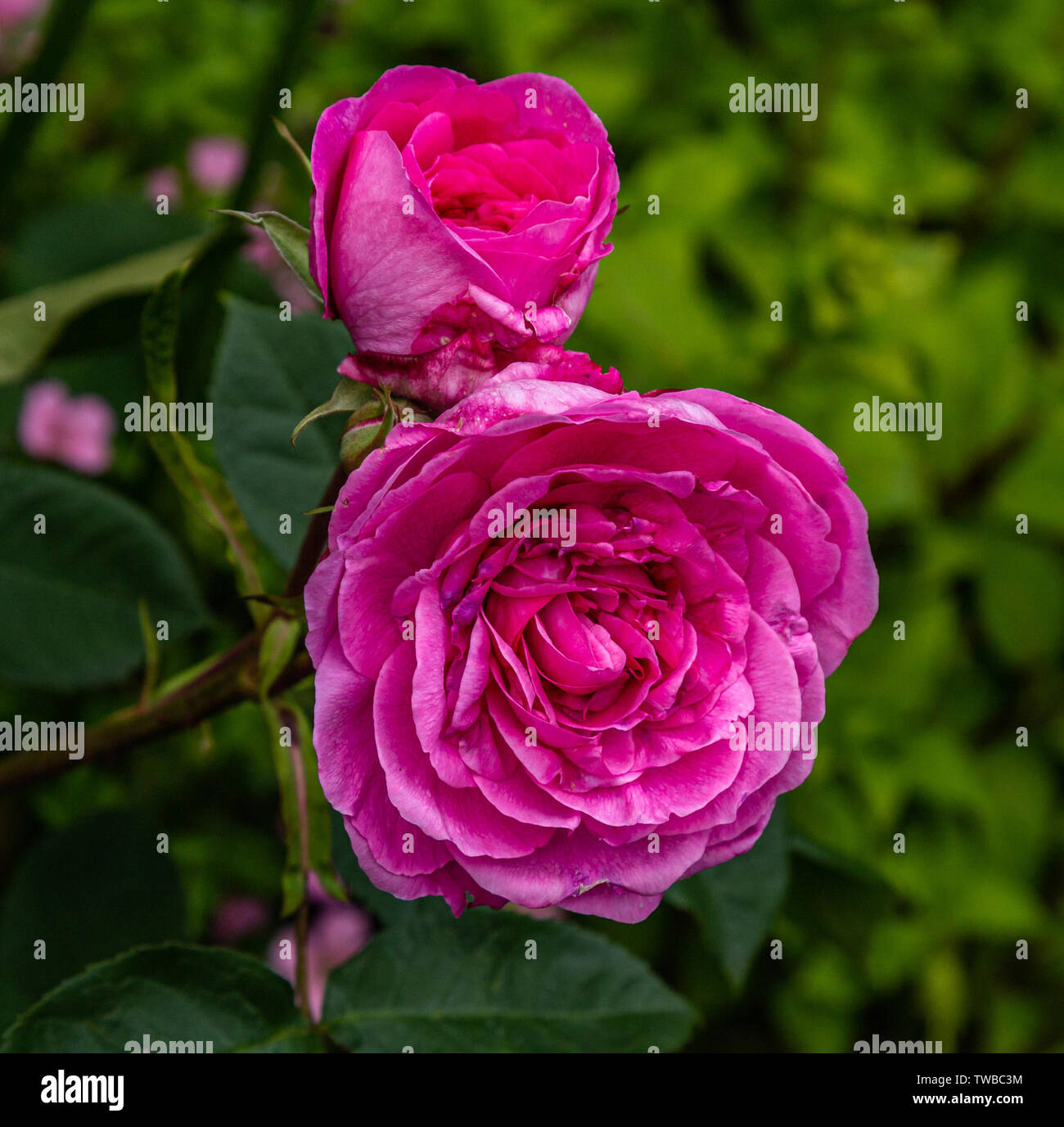 Rose varieties hi-res stock photography and images - Alamy