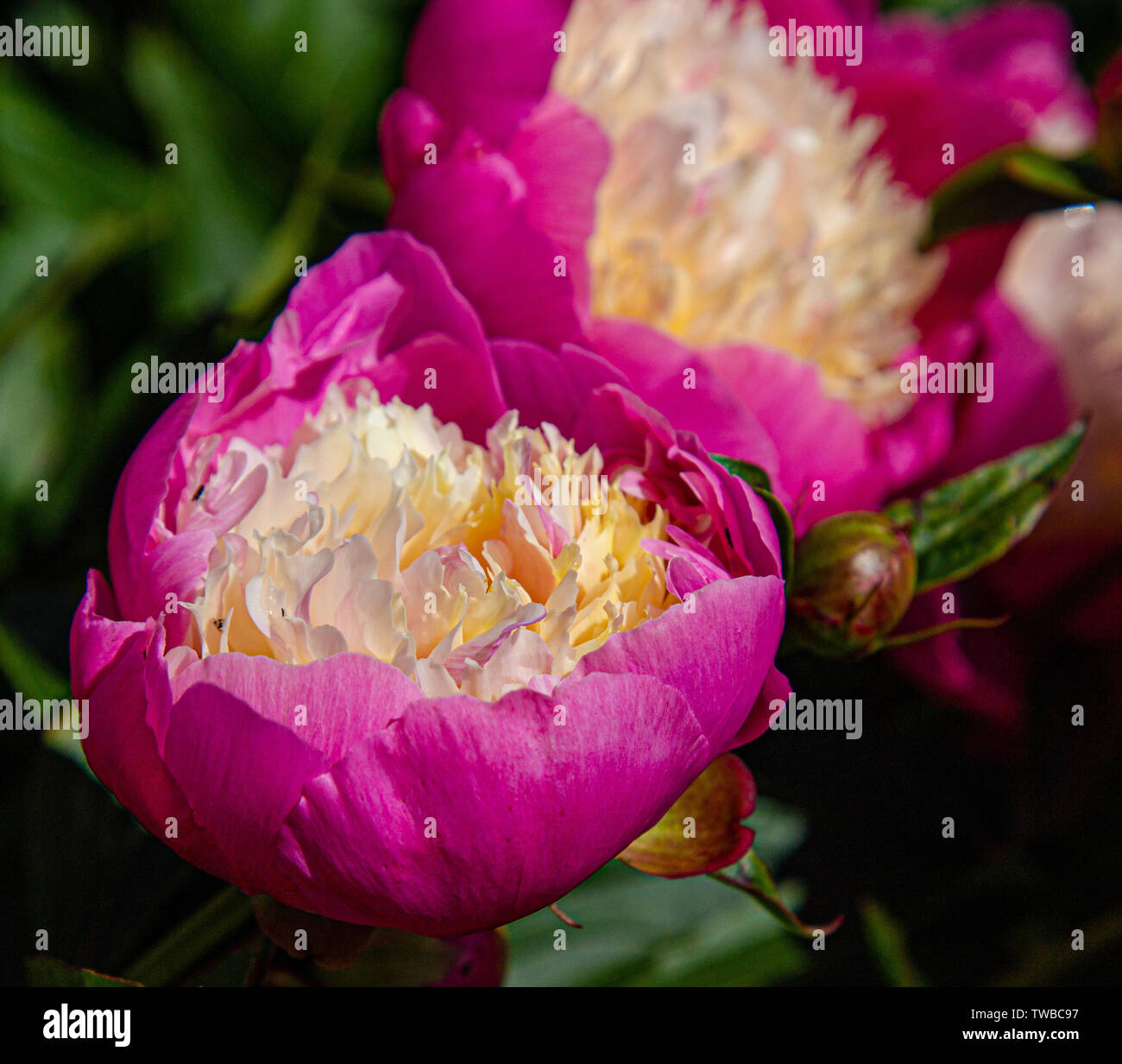 Close up flowering peony bush hi-res stock photography and images - Alamy