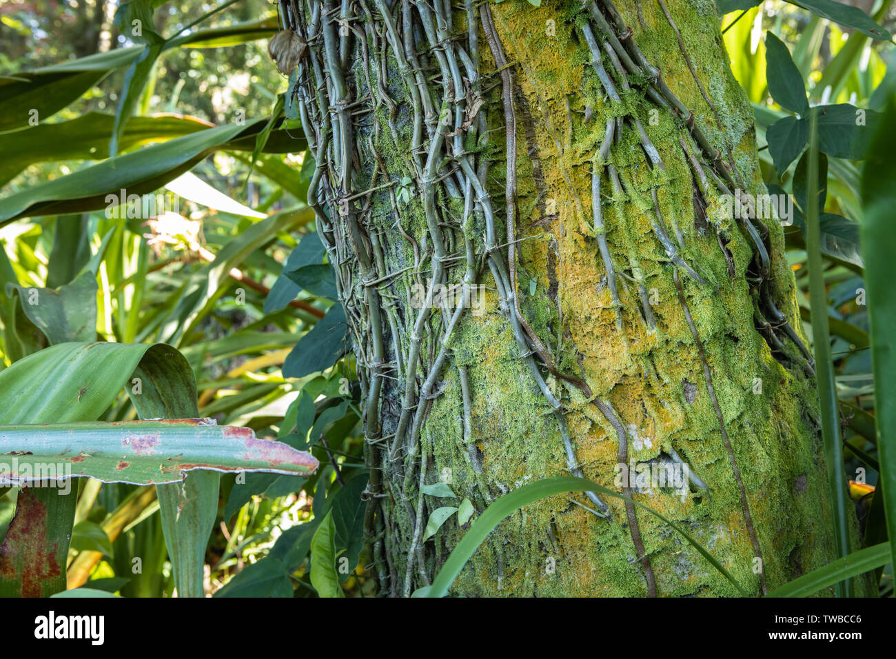 Viney tree hi-res stock photography and images - Alamy