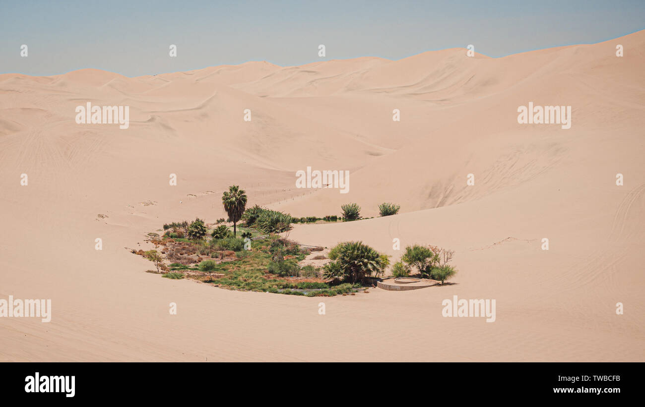 Little oasis near Huacachina oasis in Peru. palm tree Stock Photo - Alamy