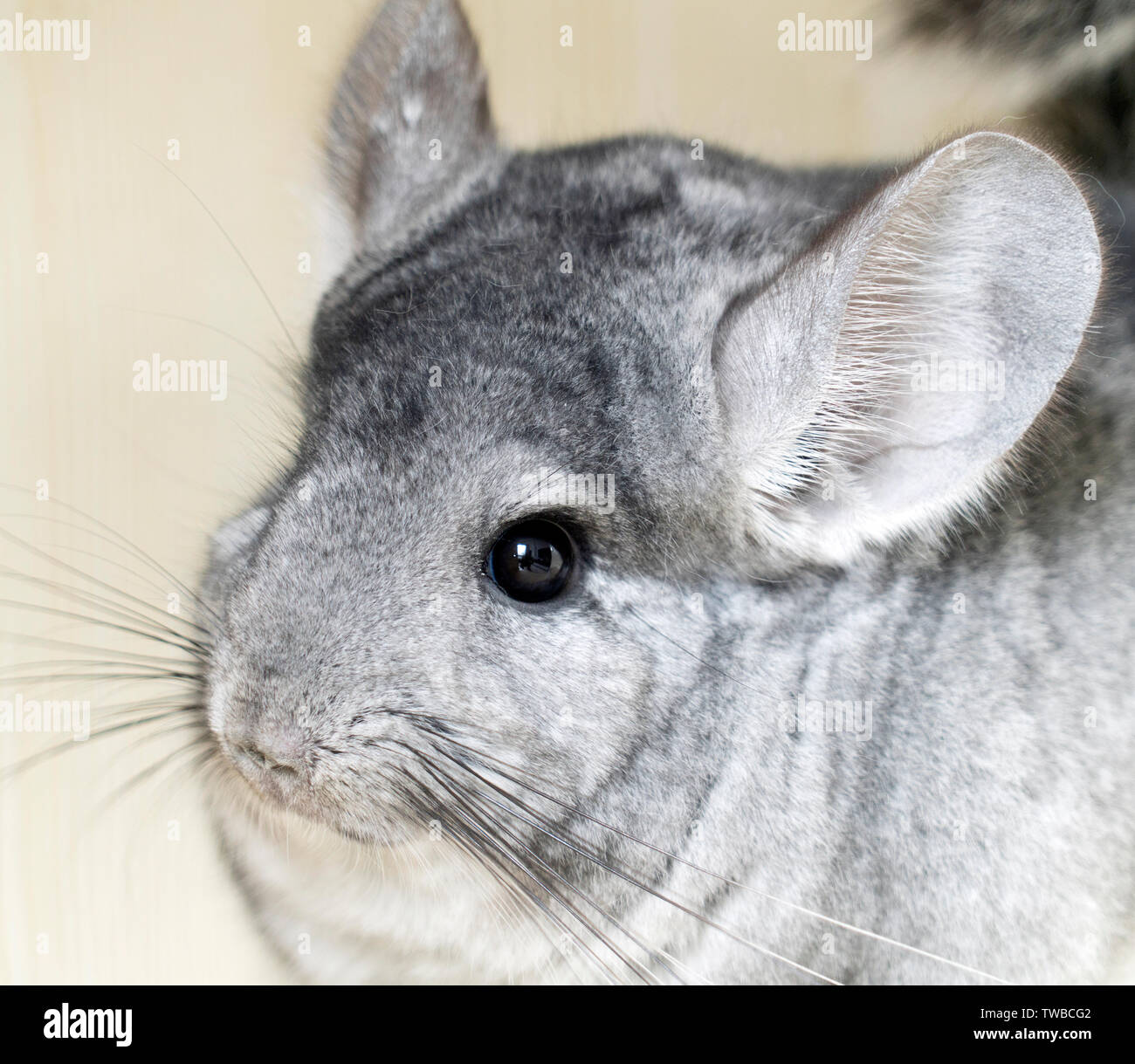 Young rat sitting hi-res stock photography and images - Alamy
