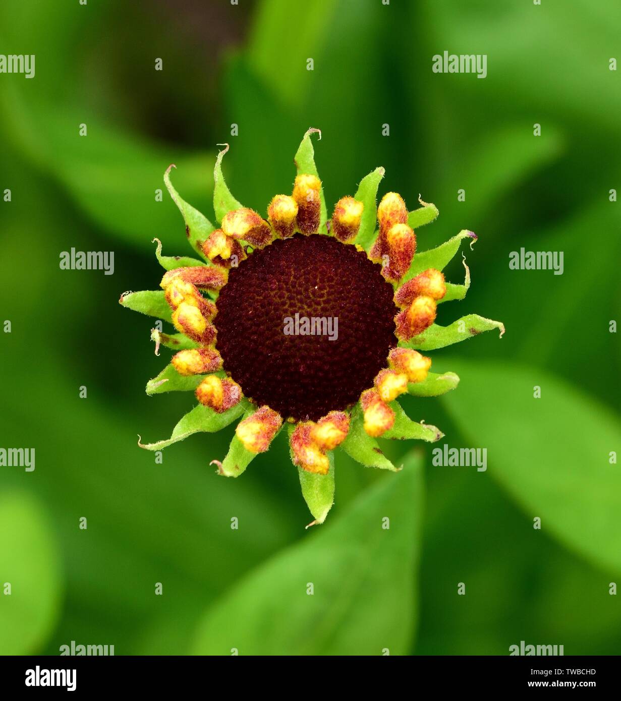 Flower bud hi-res stock photography and images - Alamy