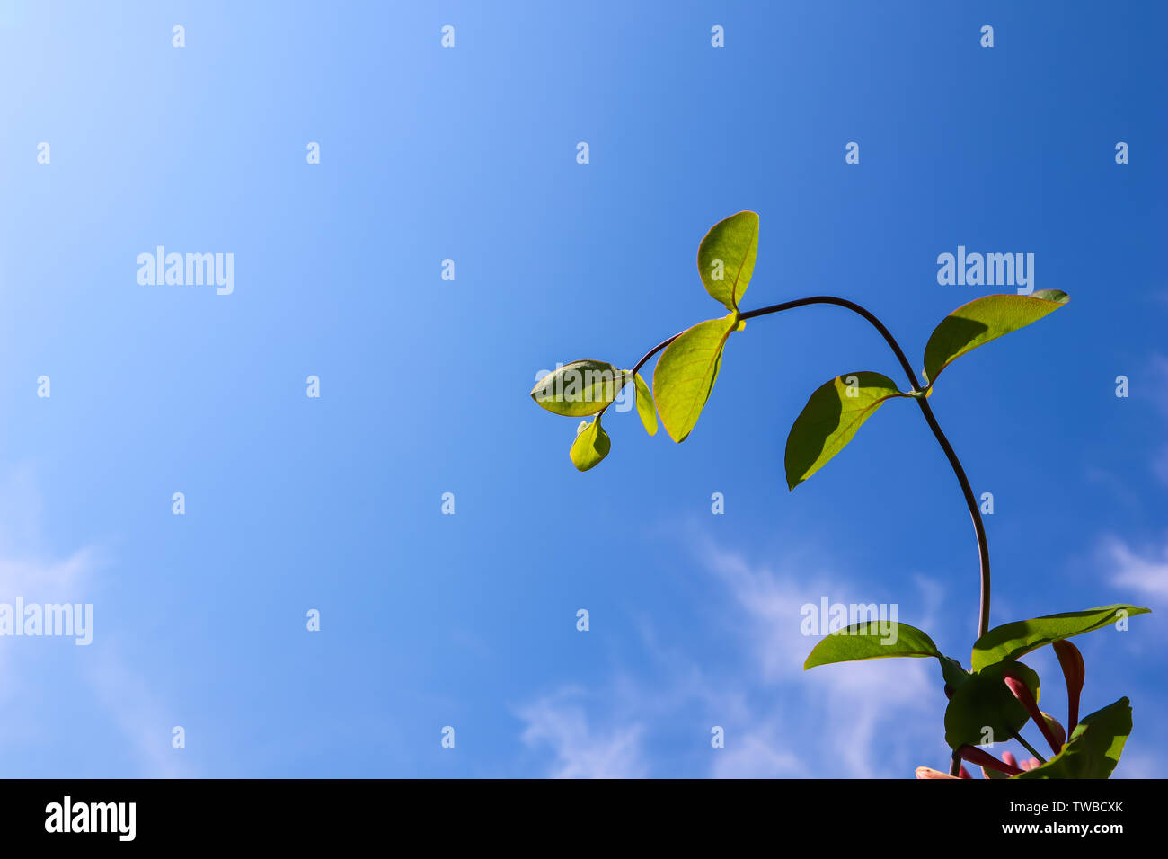 Curved stem hi-res stock photography and images - Alamy