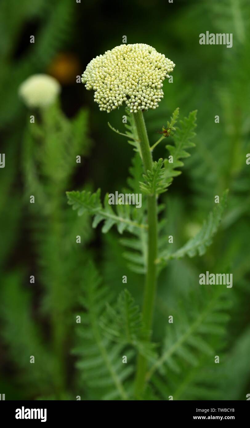 Achillea filipendulina Gold Plate Stock Photo - Alamy