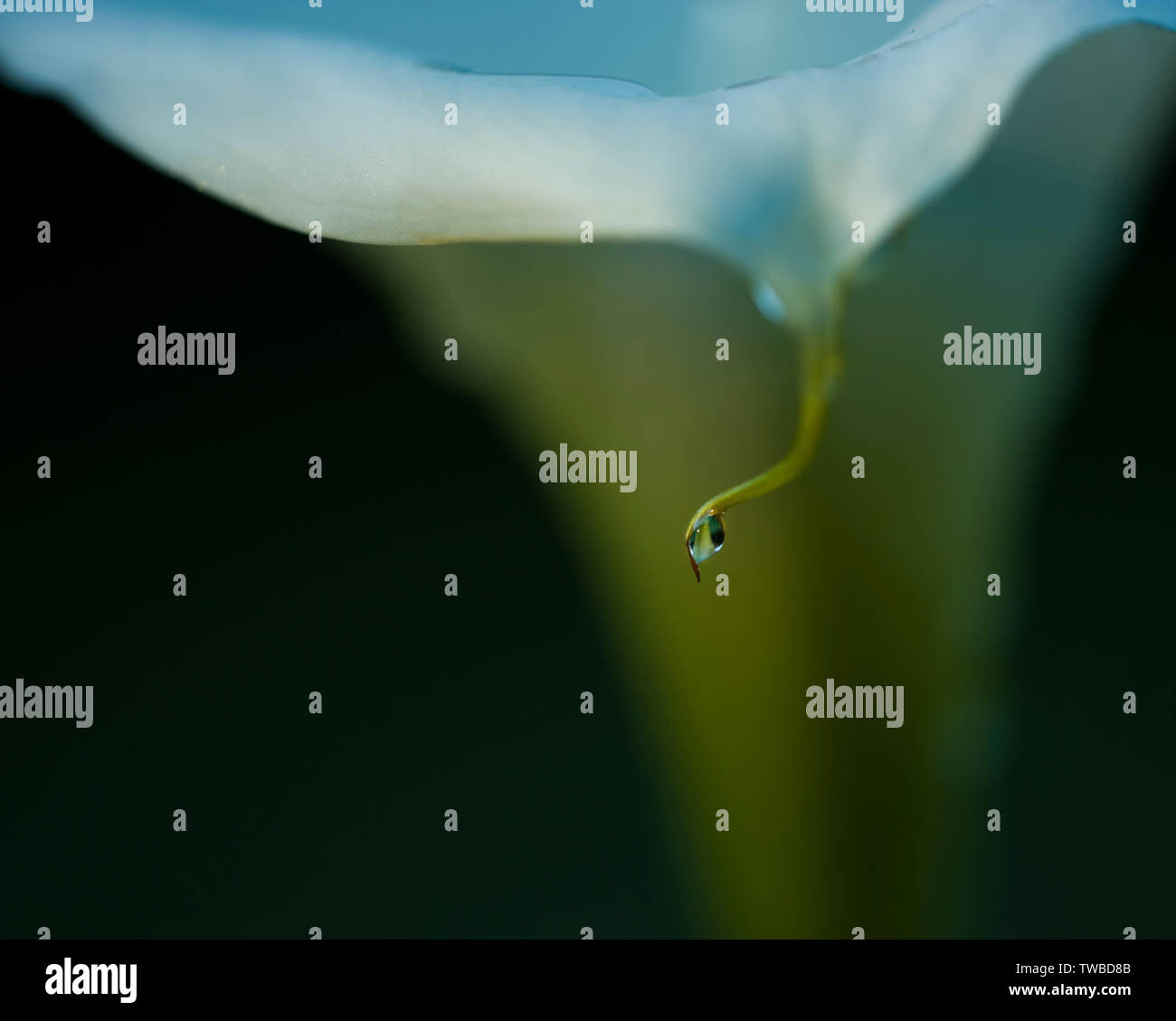 Water drop on tip of leaves hi-res stock photography and images - Alamy