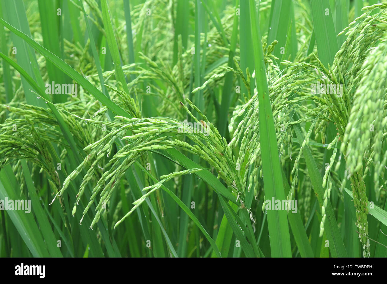Rice spikes and rice grains hi-res stock photography and images - Alamy