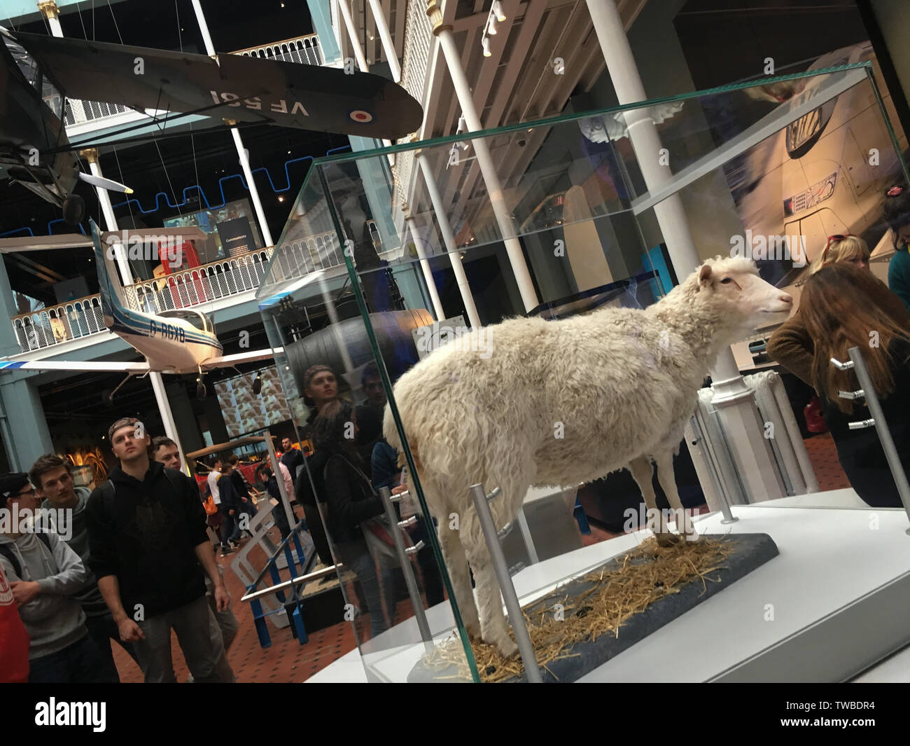 Dolly the Sheep in the National Museum of Scotland, in Edinburgh ...
