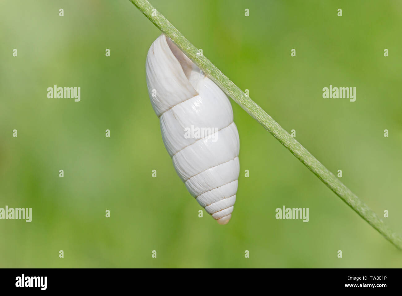 Shell on stem hi-res stock photography and images - Alamy