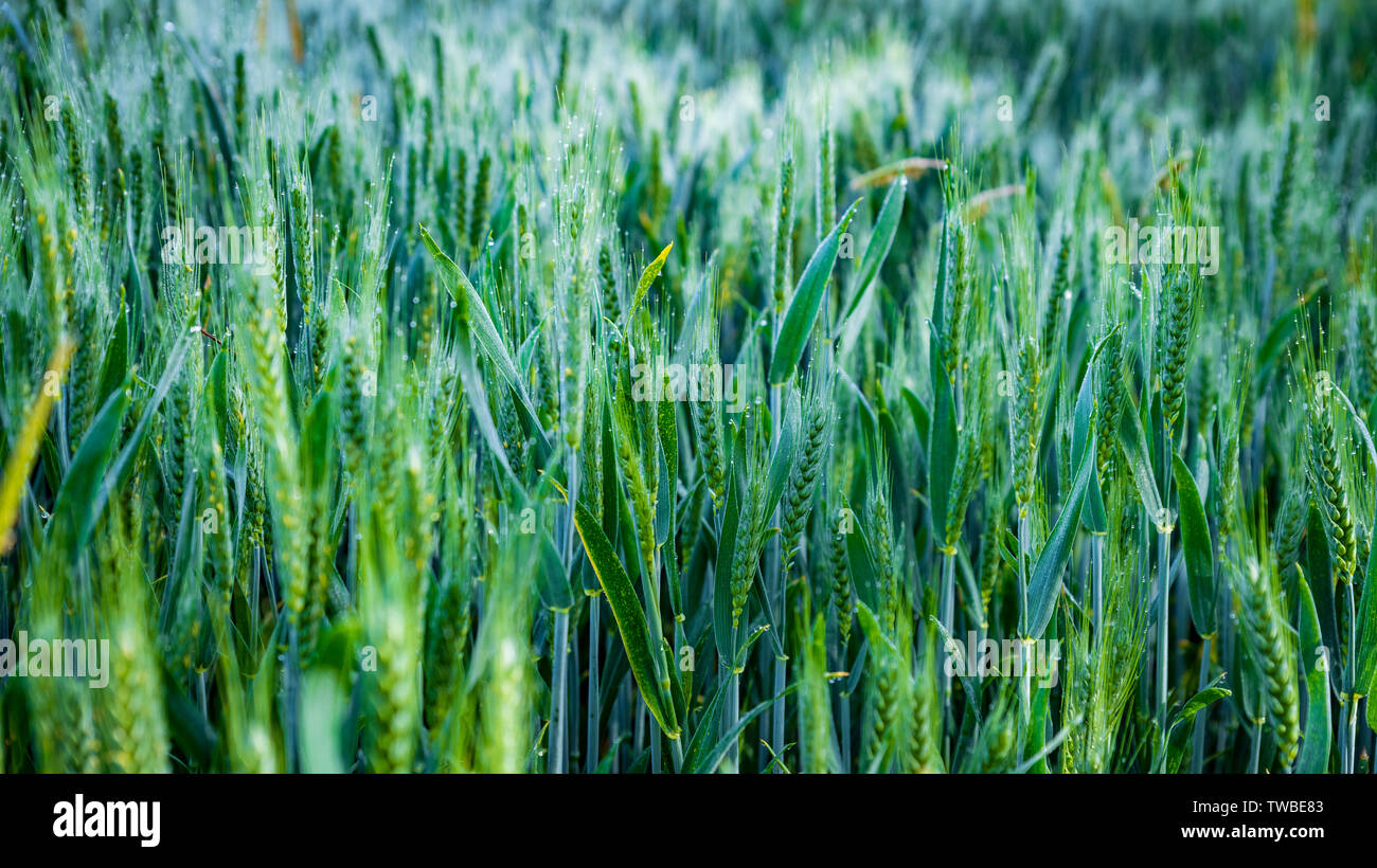 Wild Oats In Wheat High Resolution Stock Photography and Images - Alamy